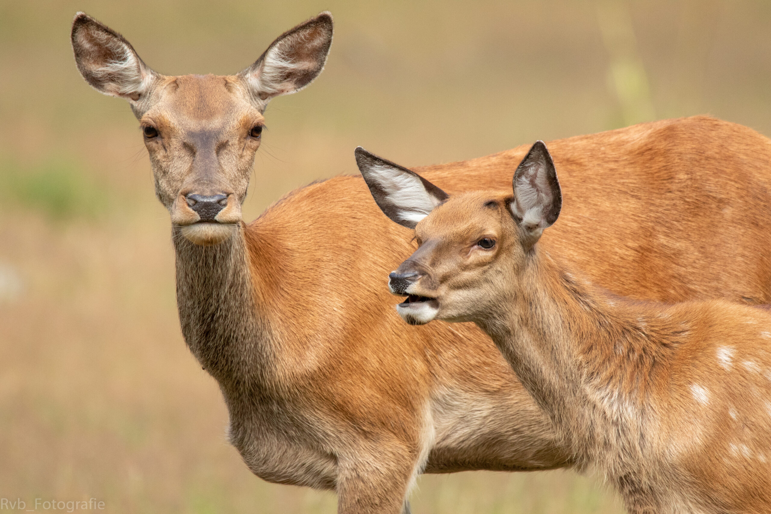 Zoogdieren | Ramon van Bentum fotografie